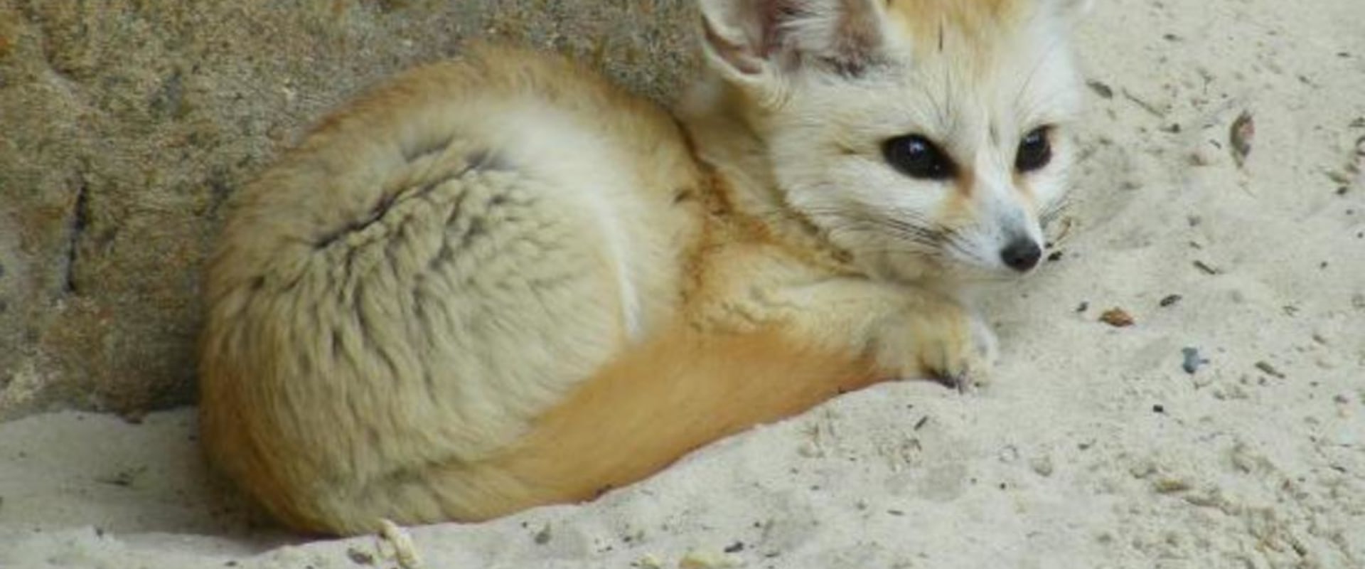 30 Unique Pets You Can Have: From Hedgehogs to Mini-Donkeys